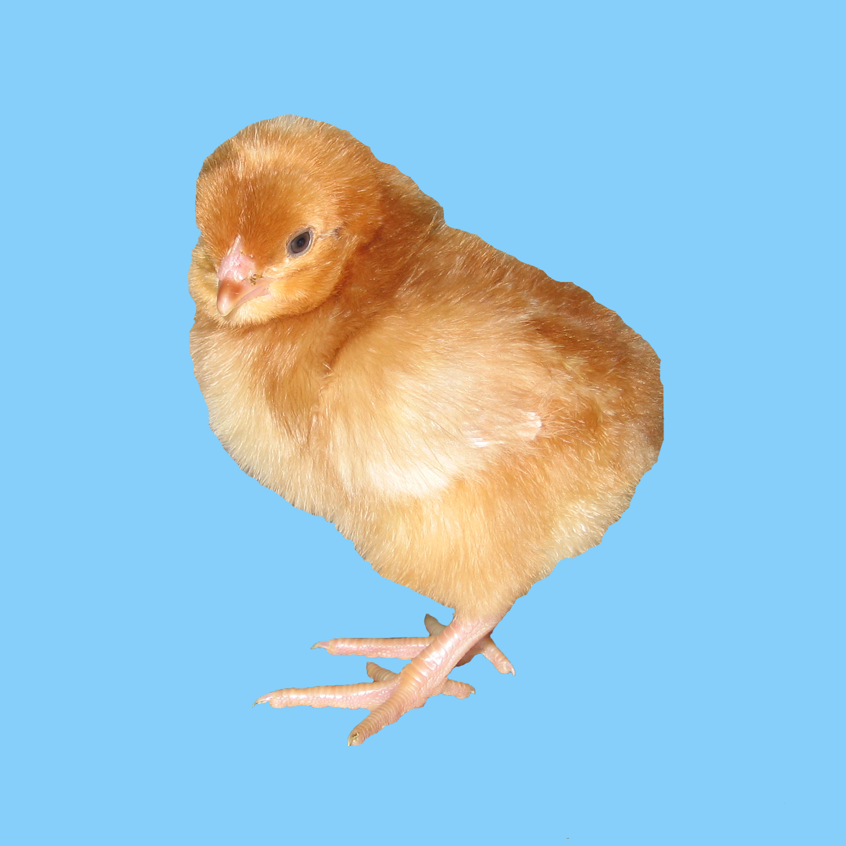 LAYER CHICKENS